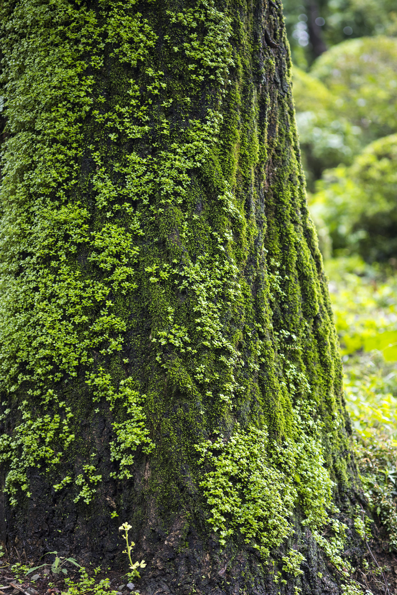 Akiko Ida – Photographe